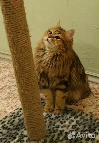 Джек Воробей сибирский кот