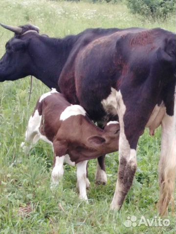 Симментальская порода коров, Швиц, Чёрнопёстрый