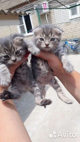 Котята вислоухие