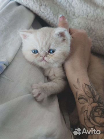 Экзотическая короткошерстная