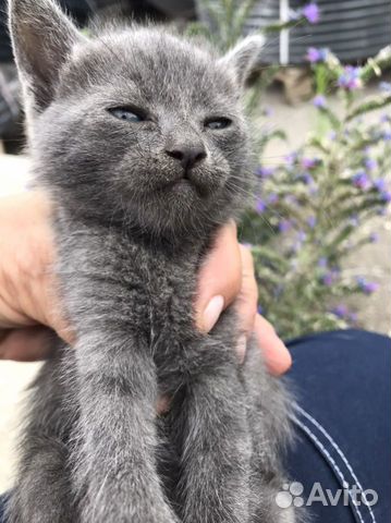 Отдам в добрые руки