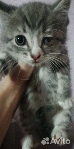 Спасите котеночка