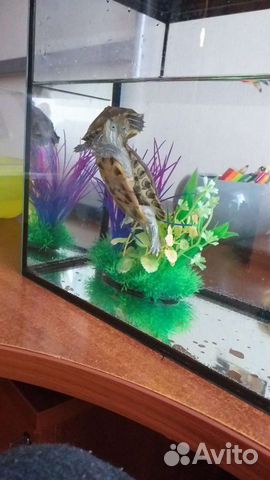 Черепашки красна ухие милые добрые