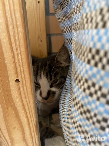 Домашний котик найденный на улице