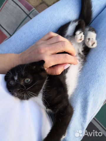 Вислоухая митисочка малютка