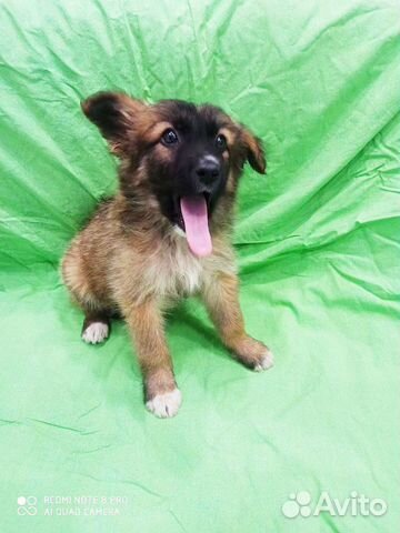 Мохнатенький щеночек ищет дом