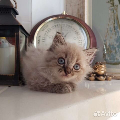 Котенок девочка