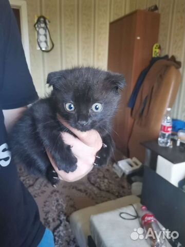 Шотландская вислоухая кошка бесплатно