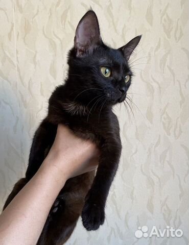 Котенок, мальчик 9 мес, кастрирован