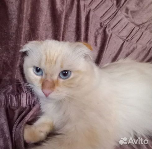 Ласковый годовалый котик в добрые руки
