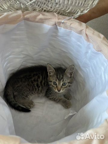 Котенок, 1,5 мес
