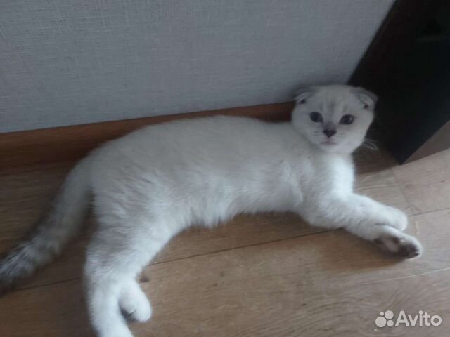 Шотландский вислоухий котик