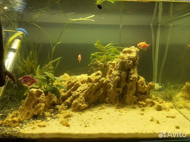 Рыбки Теренция гол 3шт