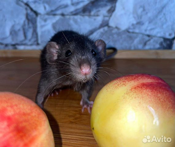 Крыса Дамбо Крысята Крыски Мальчик