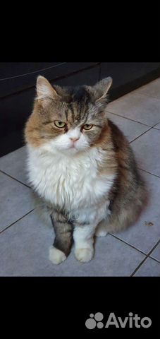 Отдам кота в хорошие руки оплачу его содержание до