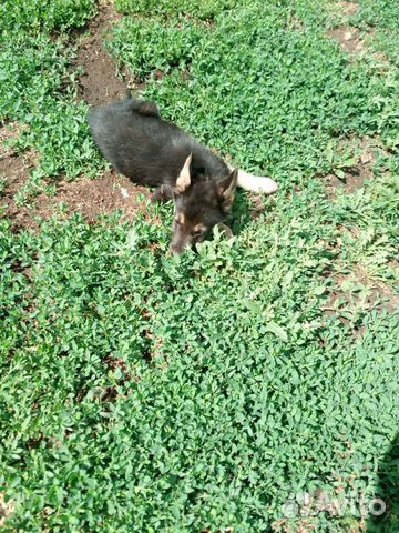 Щенок немка