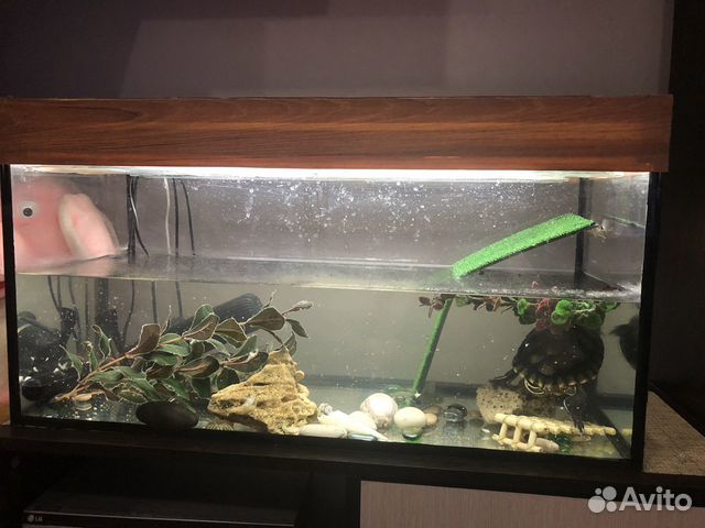 Две красноухие черепахи бесплатно с аквариумом