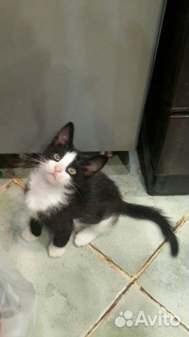 Очаровательный малыш ищет самую лучшую маму