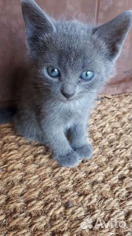 Котята метисы