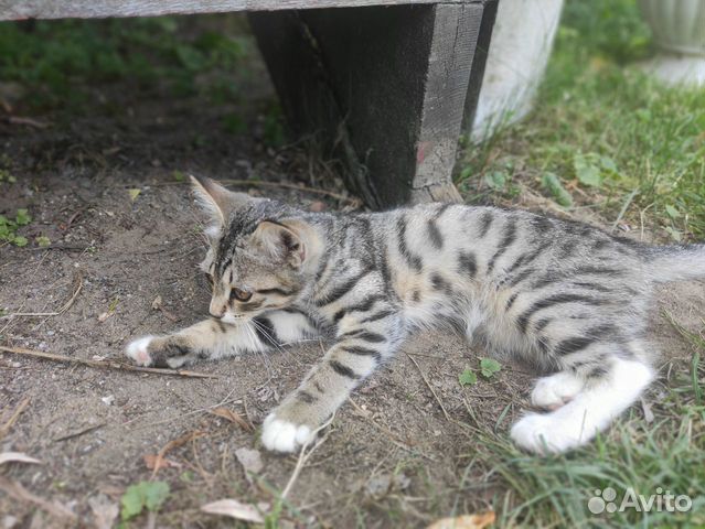 Котенок редкого окраса снежный барс в добрые руки
