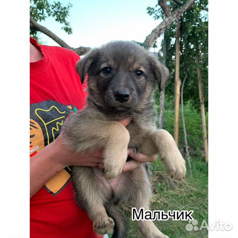 Щенки бесплатно