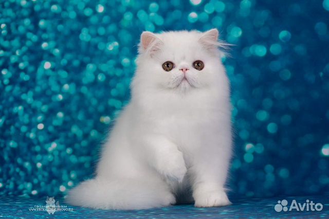Экзотический длинношерстный котенок