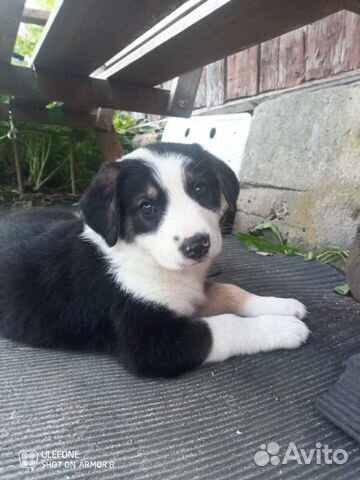 Собака неизвестной породы, 2 месяца, здорова