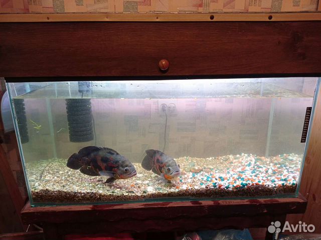 Аквариум 200 литров с тумбой и рыбами