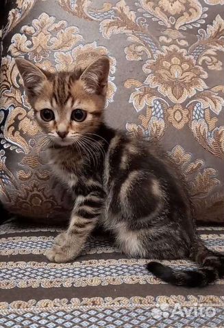 Кошки