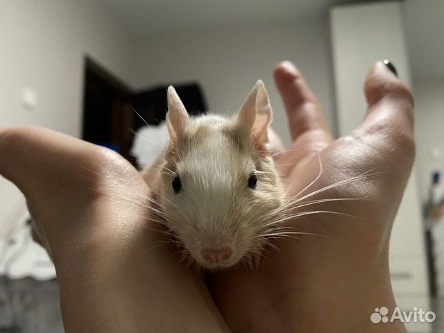 2 девочки дегу с витриной