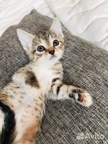 Кошечка