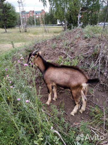 Козел козлики