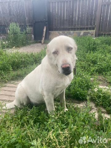 Среднеазиатская овчарка алабай