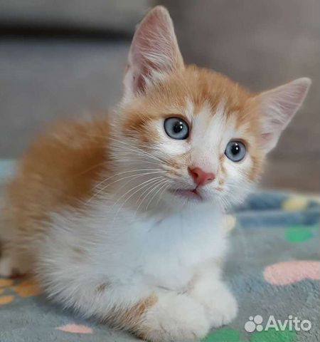 Котята, кошки в добрые руки, в дар, любой окрас и