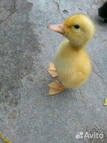 Утята белые