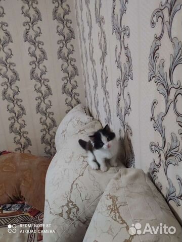 Котенок, девочка panda