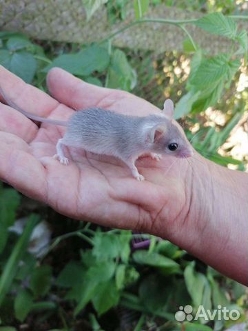 Иглистая мышь