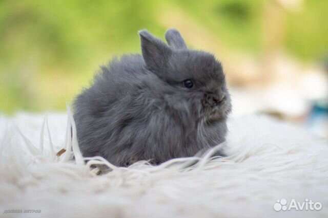 Карликовая лисичка декоративный кролик