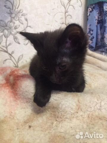 Кошки в добрые руки бесплатно