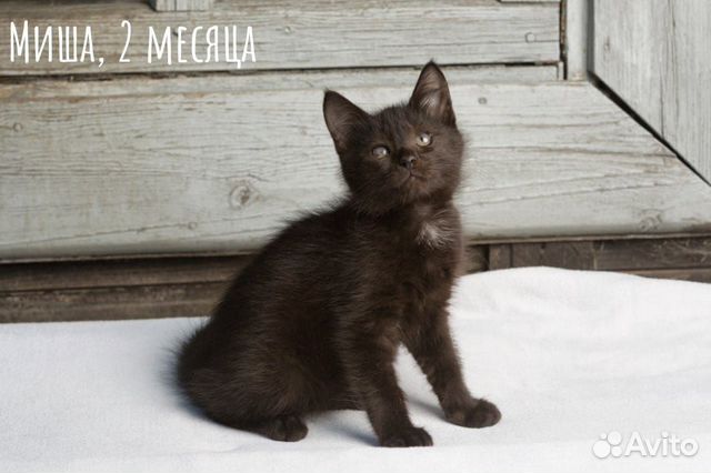 Котёнок мишка, 1.5 мес. чёрного окраса