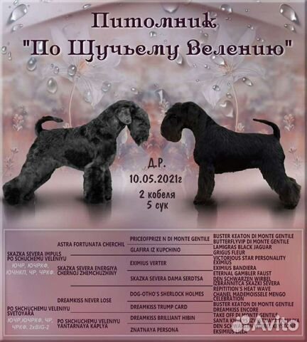 Цвергшнауцер щенки