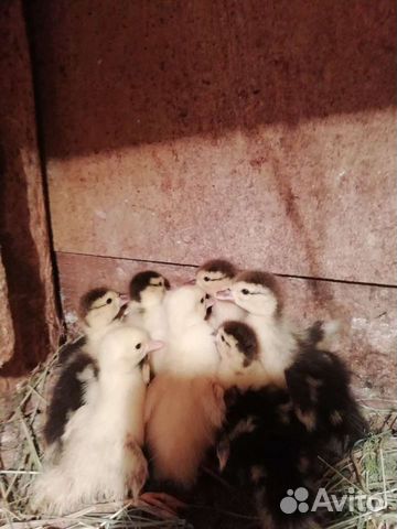 Продам индоутят из под утки