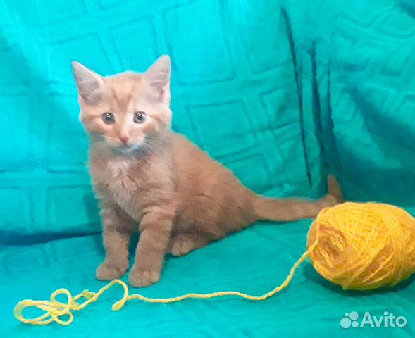 Котята « Золотисто-Рыжее Сокровище» дар в добрые р