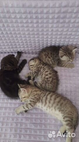 Котята шотландские