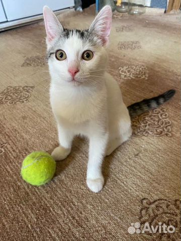 Котенок Мальчик Лотос 3 мес