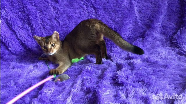 Абиссинская