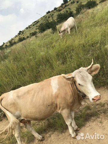 Коровы дойные молочные
