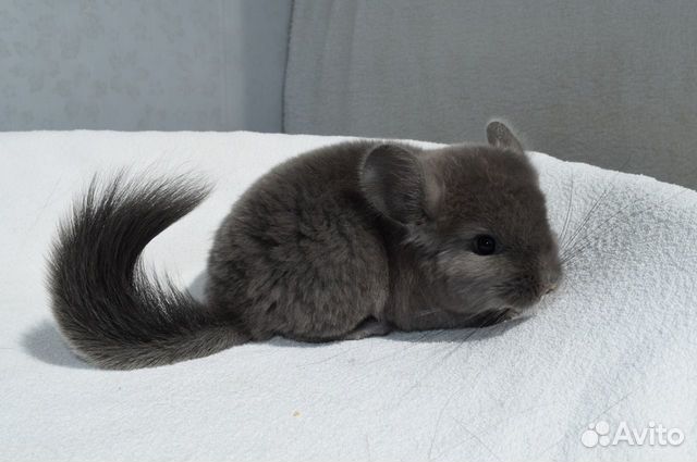 Продам шиншиллу, мальчик