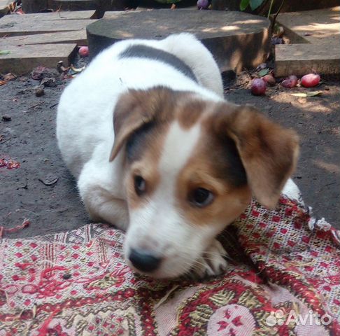 Щенок Рудик ждет хозяина