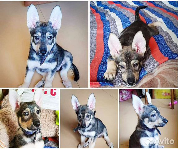 Ушастое чудо